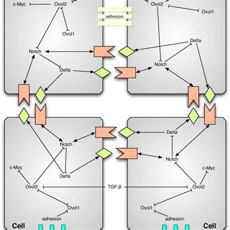 Diagram Of Cell Cell And Cell Environment Interactions Coupled With An