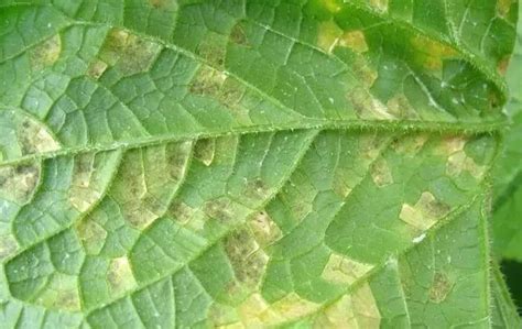 This Protective Fungicide Works Very Well Knowledge