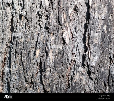 Gray Tree Bark Texture Of A Pine Trunk Closeup Texture Background Stock Photo Alamy