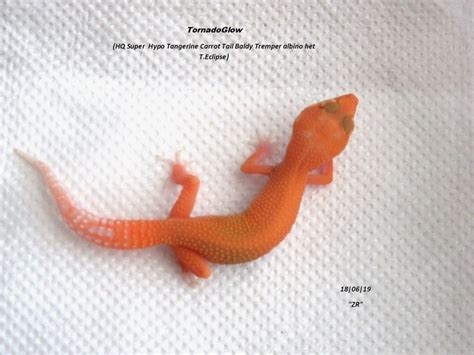 Эублефар Танжерин Леопардовый геккон морфы Tangerine Eublepharis Macularius Tangerine Morph