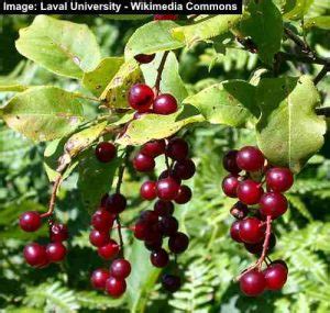 23 Trees With Red Berries Identification Guide With Pictures