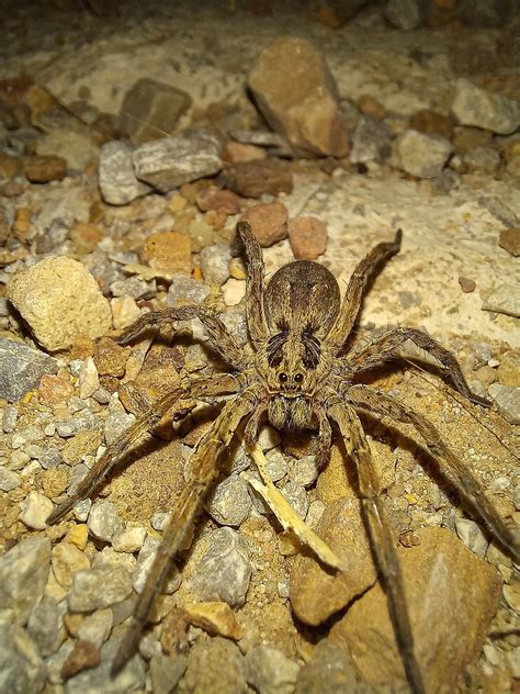 Web Cobweb Nature Free Photo On Pixabay Pixabay