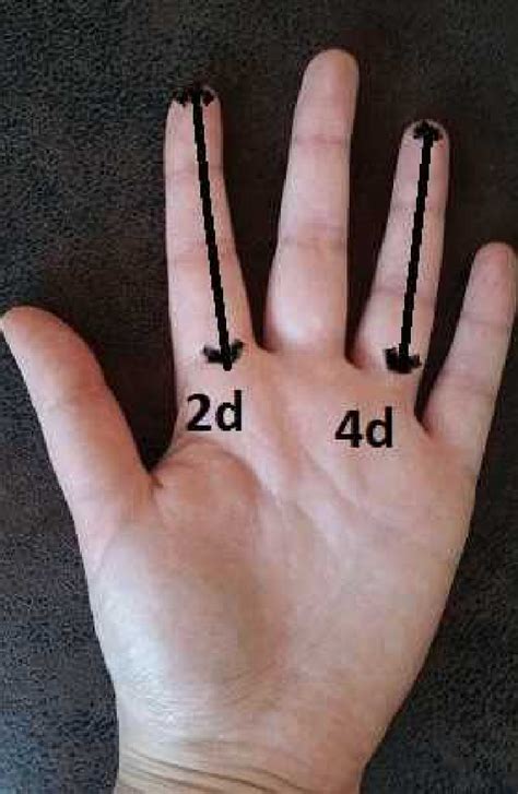 The Length Of Index Finger And Ring Finger 2d Download Scientific