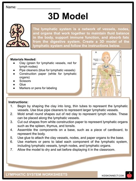 Lymphatic System Worksheets Function Circulation Immunity
