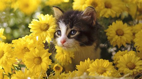 Cats And Flowers Wallpapers Wallpaper Cave