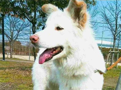 「世界に1匹だけの犬」 雑種の子犬にこみ上げてきた愛おしさ 「犬や猫ともっと幸せに」をコンセプトにしたwebメディア「sippo」