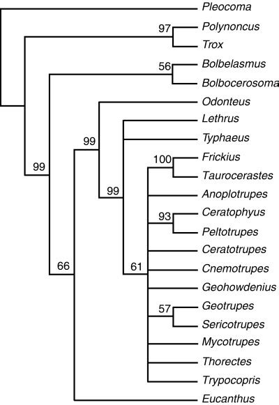 A Strict Consensus Tree In Bayesian Inference Of Phylogeny The Numbers