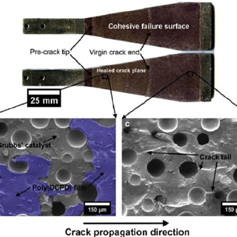 Fracture Surface Of A Specimen After Healing A Cohesive Fracture B Download Scientific