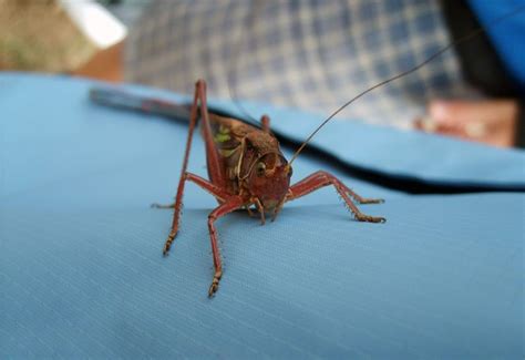 Grasshopper Copyright Free Photo By M Vorel Libreshot Grasshopper Copyright Free Photo By M Vorel Libreshot