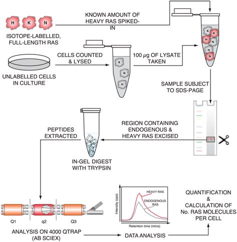 Protein Quantification Methods At Winnie Norris Blog