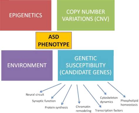 Genetic Architecture Of Asd Genetic Contributions To Asd Can Also Be Download Scientific