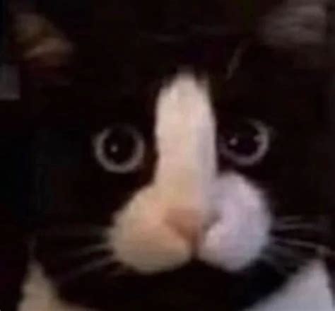Lovable Goofy And Silly Cats Funny Cats Pictures