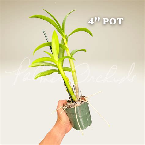 Den Hawaiian Punch — Palmer Orchids