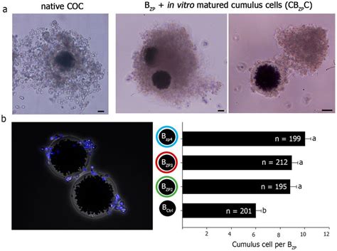 Mimicking The Cumulus Oocyte Complex Cb Zp C A Expanded Native Download Scientific