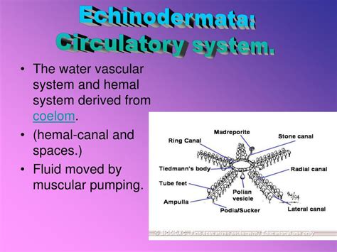 Ppt Echinodermata Powerpoint Presentation Free Download Id 3097978