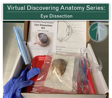 Virtual Discovering Anatomy Series Eye Dissection Experience Anatomy