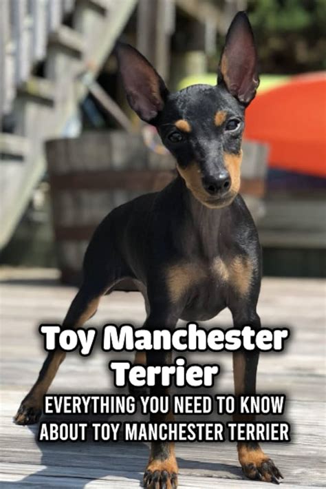 Las Mejores Formas De Ejercitar A Tu Manchester Terrier