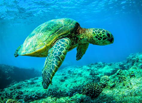 Loggerhead Turtles Migrate Using A Secret Thermal Corridor