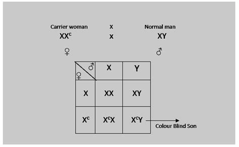 Normal Male Genotype