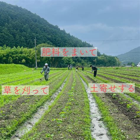 7月8日黒豆畑の土寄せ NPO法人里地里山問題研究所さともん