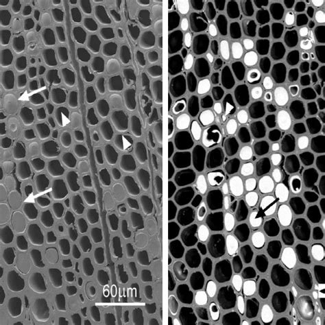 Scanning Electron Micrograph Of A Section Download Scientific Diagram