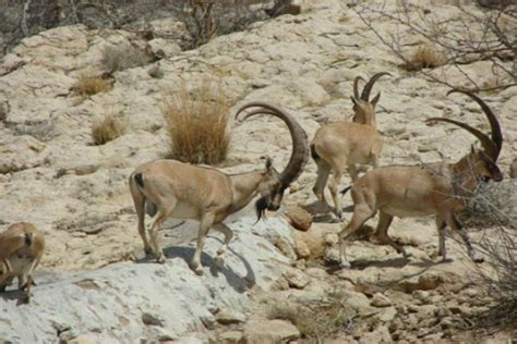 Sindh Ibex Capra Aegagrus Blythi Interesting Animals