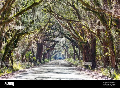 Green Trees Tunnel Natural Background Stock Photo Alamy