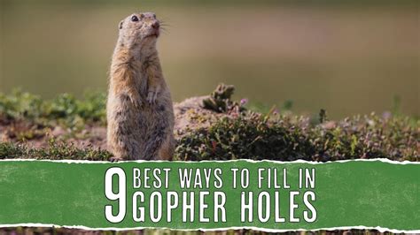 3 Signs Of A Gopher Hole How To Find Them Pest Pointers