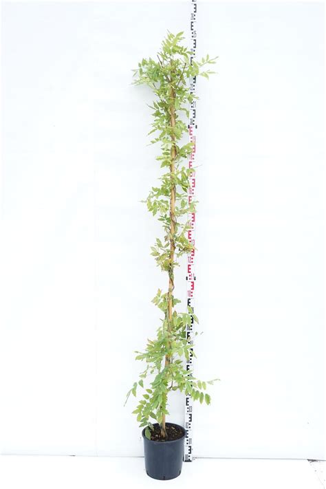 Japanese Wisteria Macrobotrys Vrtni Center Moga