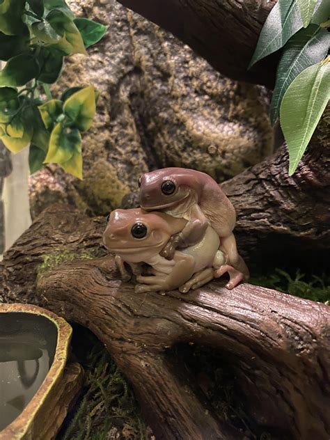 Frog Stack Frog Stack Rfrogs