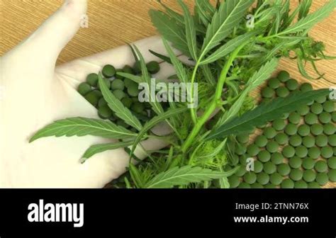 Medicinal Cannabis Hemp Tablets Developed By Scientists Science Modern