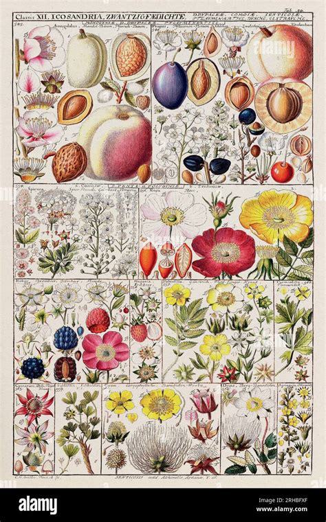 Vintage Botanical Illustration 18th Century Botanical Chart Linnaean