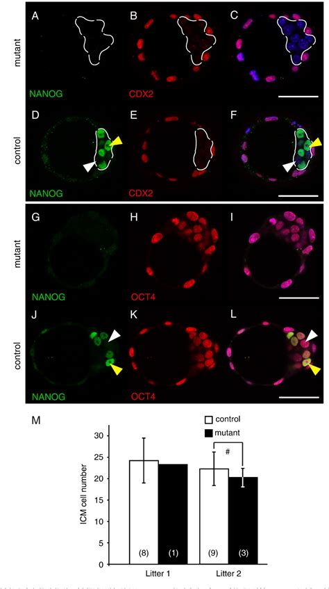 Figure 1 From Nanog Is Required For Primitive Endoderm Formation Through A Non Cell Autonomous