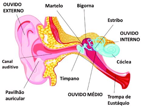 Anatomia Do Ouvido Download Scientific Diagram