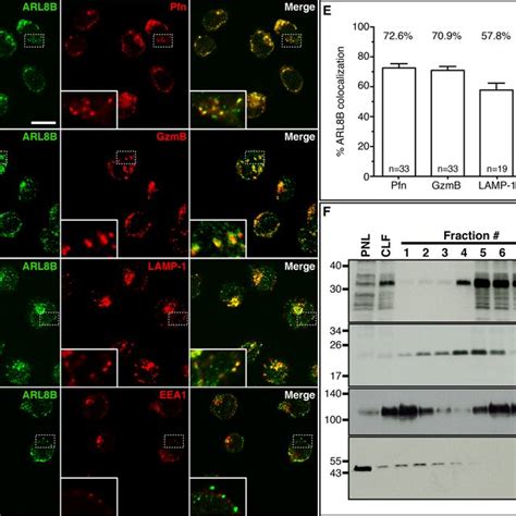 Kif5b A Kinesin Motor Protein Recruited By Arl8b Regulates