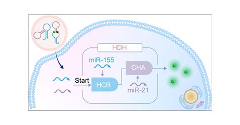 Miniature Hierarchical Dna Hybridization Circuit For Amplified