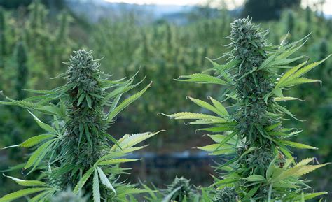 Cbd Vs Cbg Similarities And Differences Fern Valley Farms