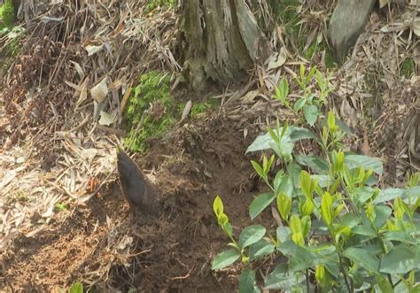 石首市桃花山镇：听竹音 闻笋香 食春笋 品春光 湖北日报新闻客户端