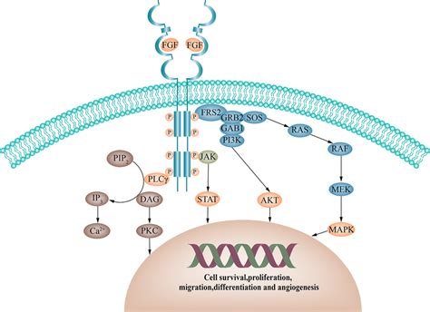 Fgfr Signaling Network Upon Ligand Receptor Binding Activation