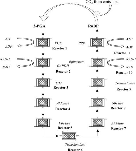 The Schematic Diagram Of Cascade Of Eleven Immobilized Enzyme Reactors