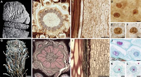 Fig S Morphological Anatomical And Cytological Features Of The Download Scientific Diagram