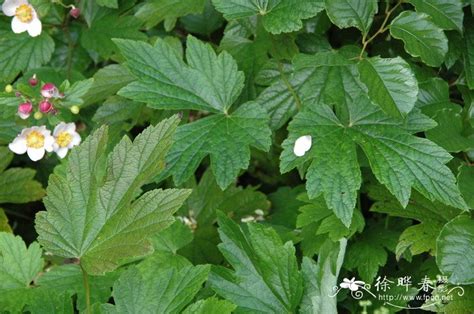火草的图片和功效 火草粑粑 火草图片 第6页 大山谷图库