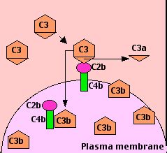 The Complement System