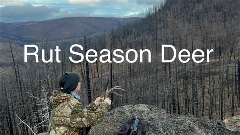Rut Season Deer Hunting Youtube