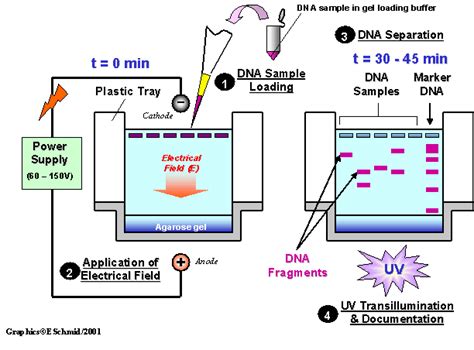 Process Of Dna Fingerprinting Gel Electrophoresis