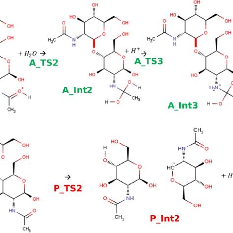 Acid Catalyzed Deacetylation Green And Depolymerization Red