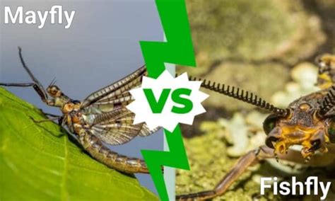 Fishfly Vs Mayfly 5 Differences Explained A Z Animals