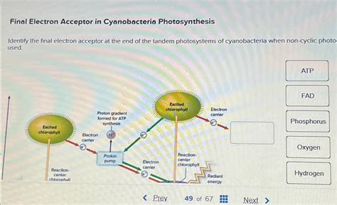 Solved Final Electron Acceptor In Cyanobacteria