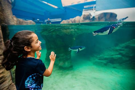 A Deep Dive Into Birch Aquariums Little Blue Penguins Exhibit