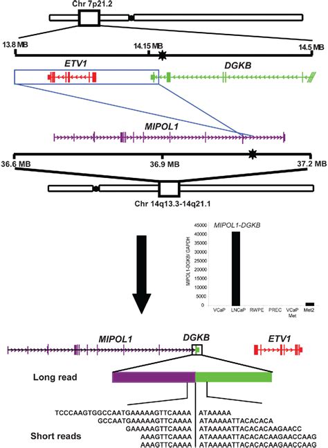 Gene Fusion Semantic Scholar